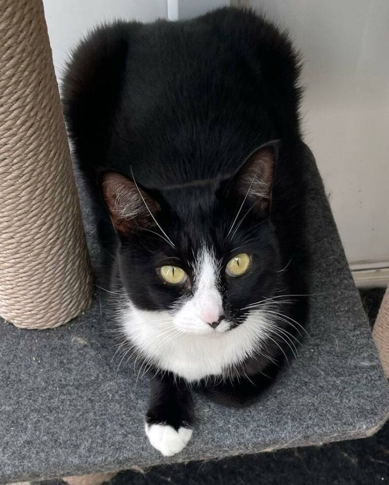 Adoptions Archive - St Giles Animal Centre
