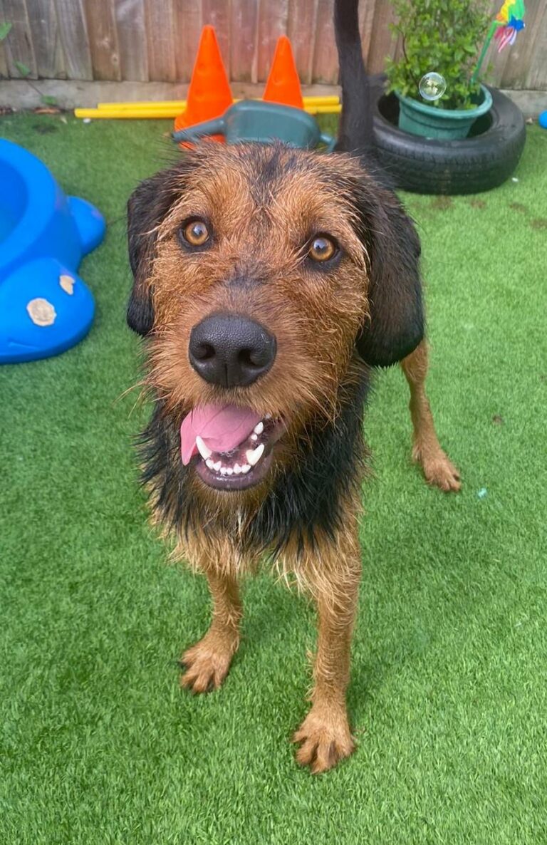 Adoptions Archive - St Giles Animal Centre