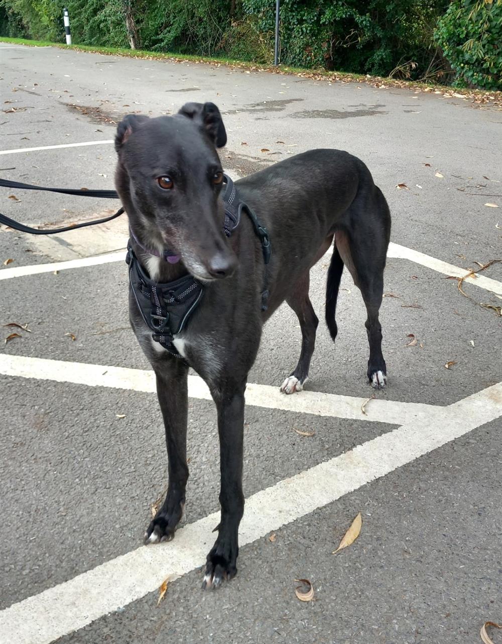 Chesney - St Giles Animal Centre