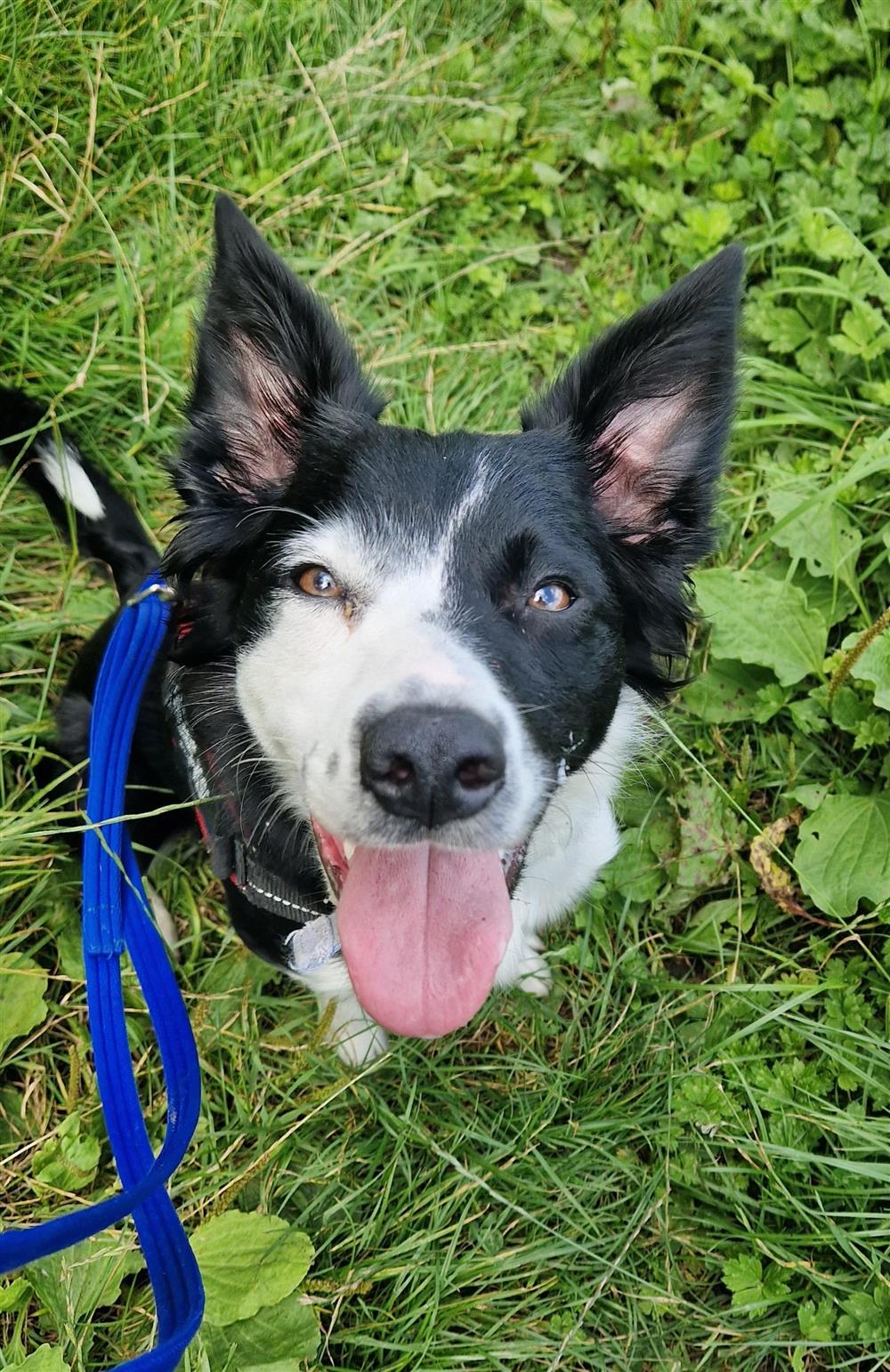 Welfare - St Giles Animal Centre