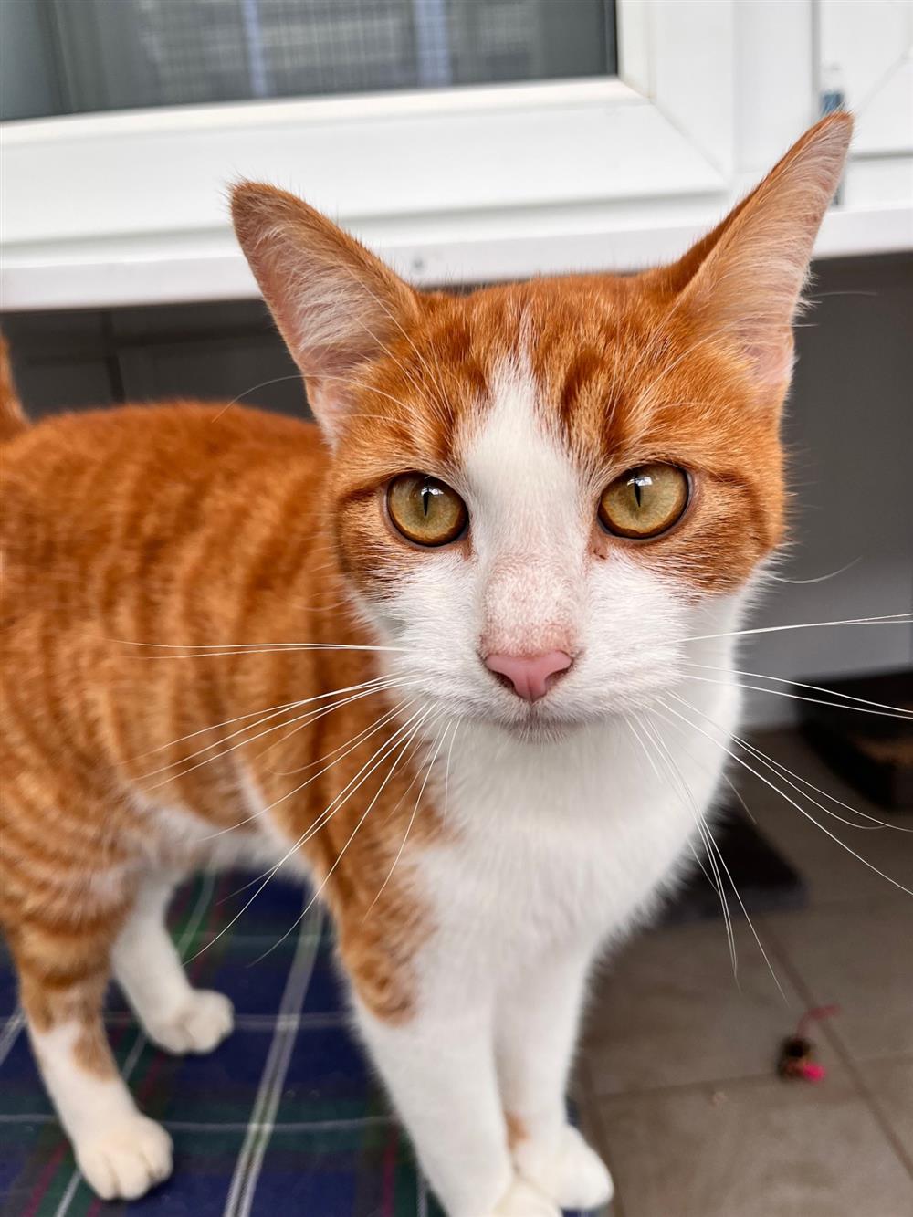 Welfare - St Giles Animal Centre