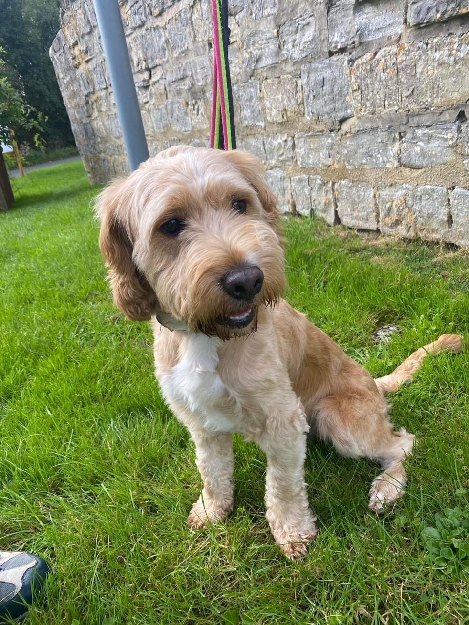 Dexter - St Giles Animal Centre